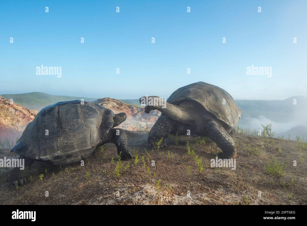 Alcedo giant tortoises (Chelonoidis vandenburghi) squabbling, Alcedo ...