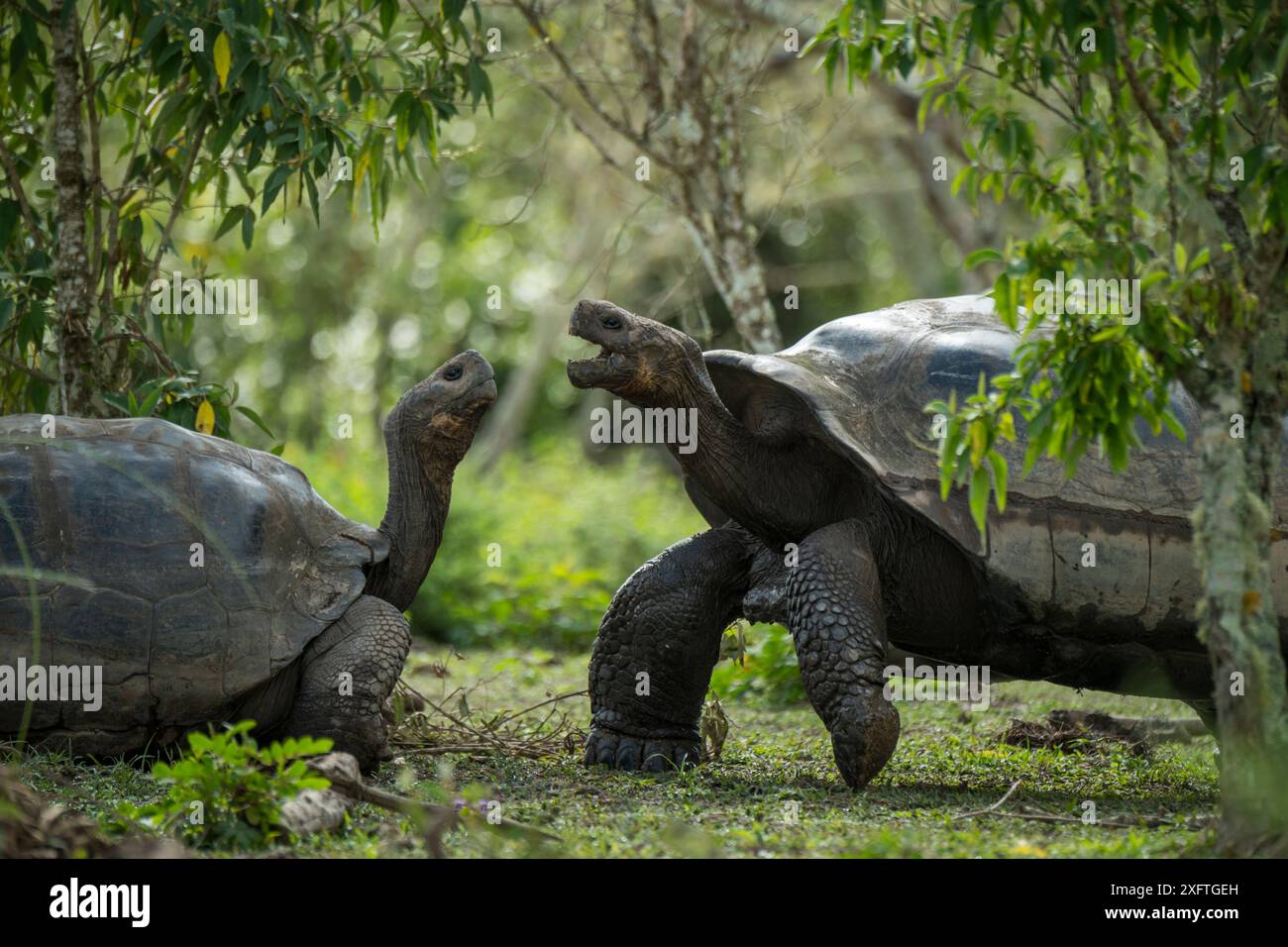 Alcedo giant tortoise (Chelonoidis vandenburghi), Alcedo Volcano ...