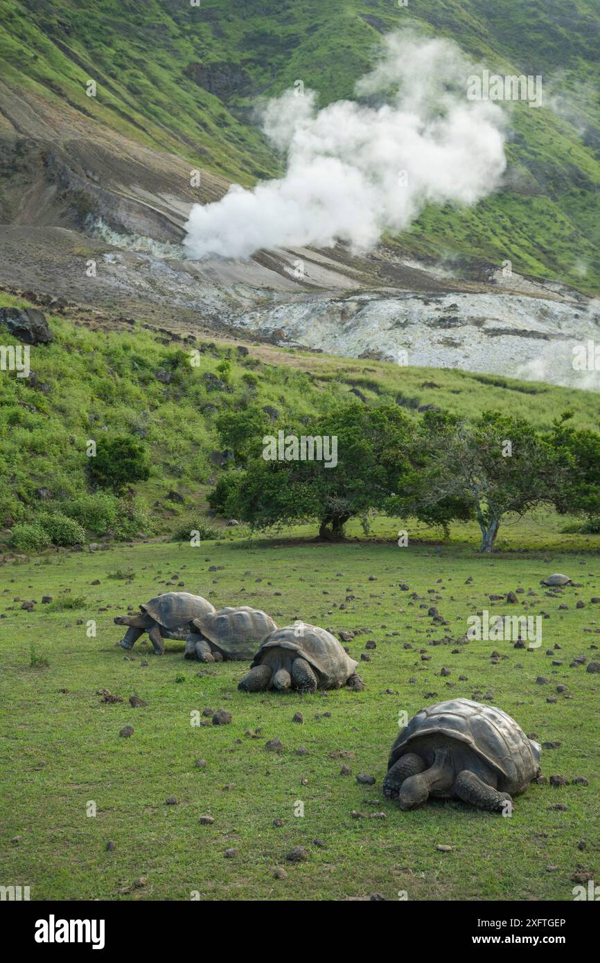 Alcedo giant tortoise (Chelonoidis vandenburghi) group grazing in ...