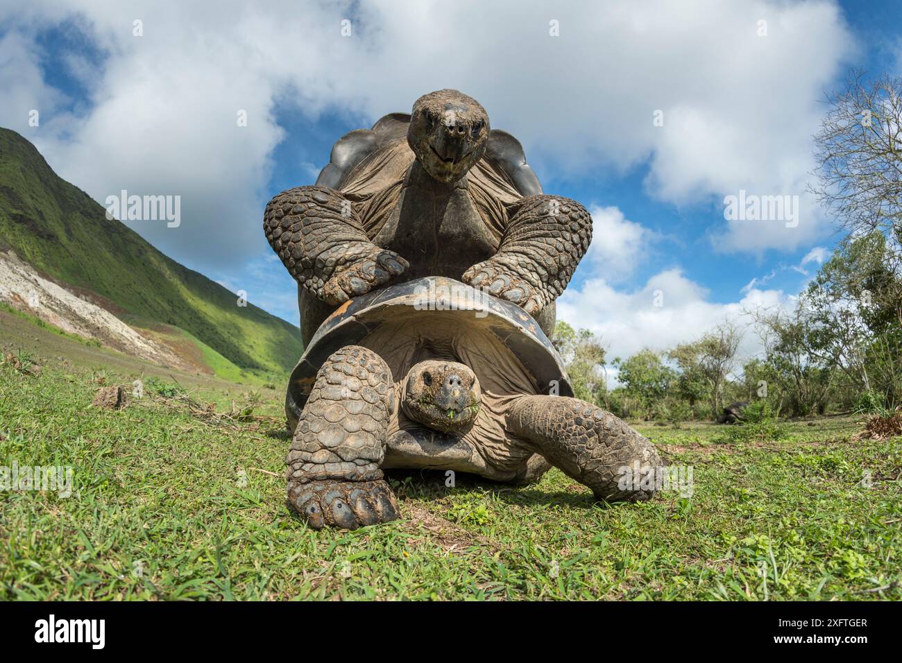 Alcedo giant tortoise (Chelonoidis vandenburghi), pair mating, Alcedo ...