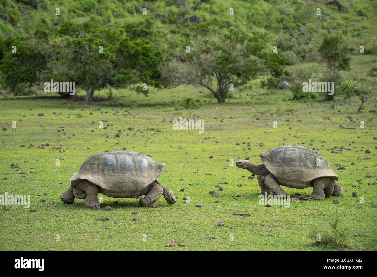 Alcedo giant tortoise (Chelonoidis vandenburghi), Alcedo Volcano ...