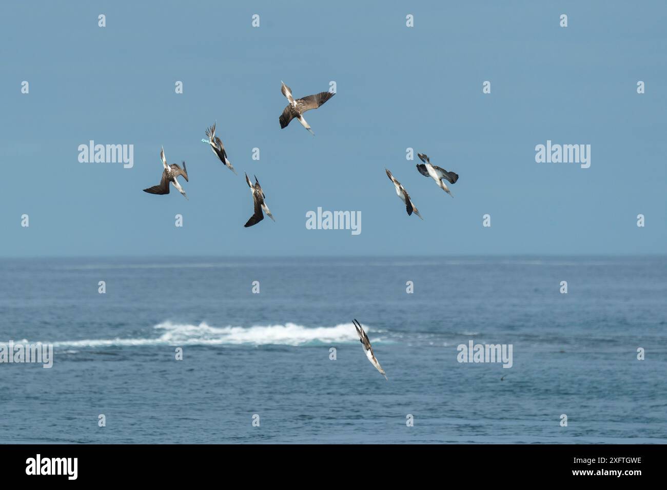 Blue-footed booby (Sula nebouxii), seven diving into sea. Cape Douglas ...
