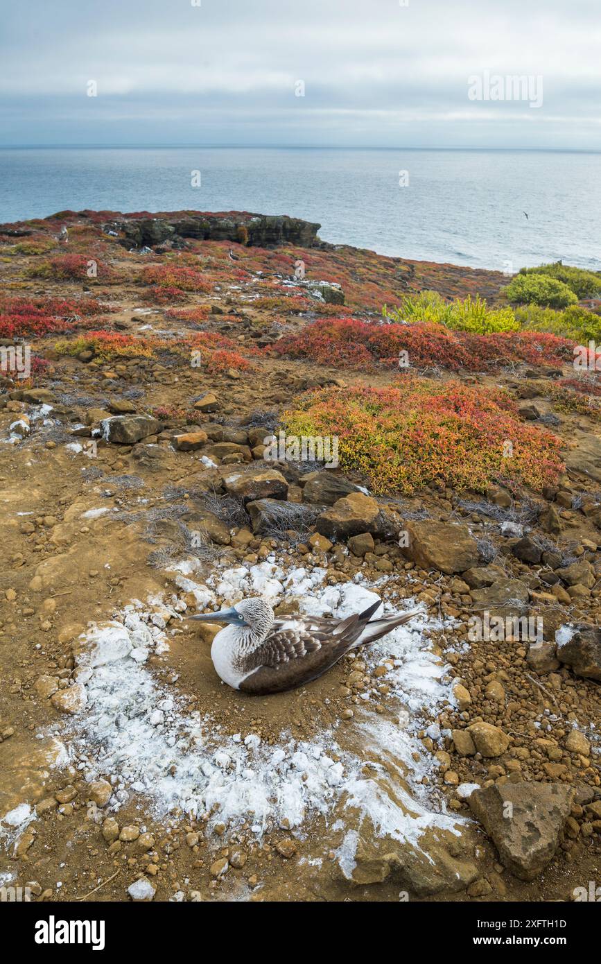 Blue-footed booby (Sula nebouxii) sitting on nest. Circle of guano ...