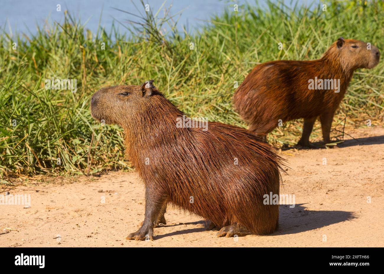 Capybara in the Pantanal, Brazil, South America Stock Photo - Alamy