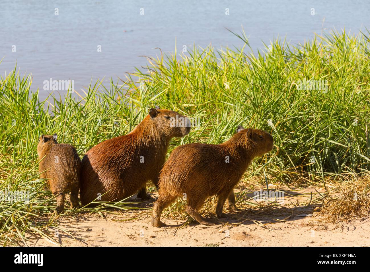 Capybara in the Pantanal, Brazil, South America Stock Photo - Alamy