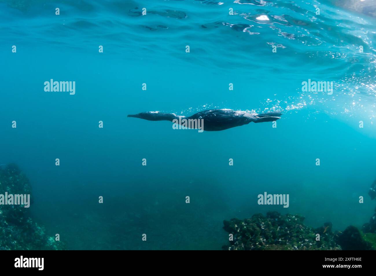 Flightless cormorant (Phalacrocorax harrisi) swimming underwater. Tagus ...