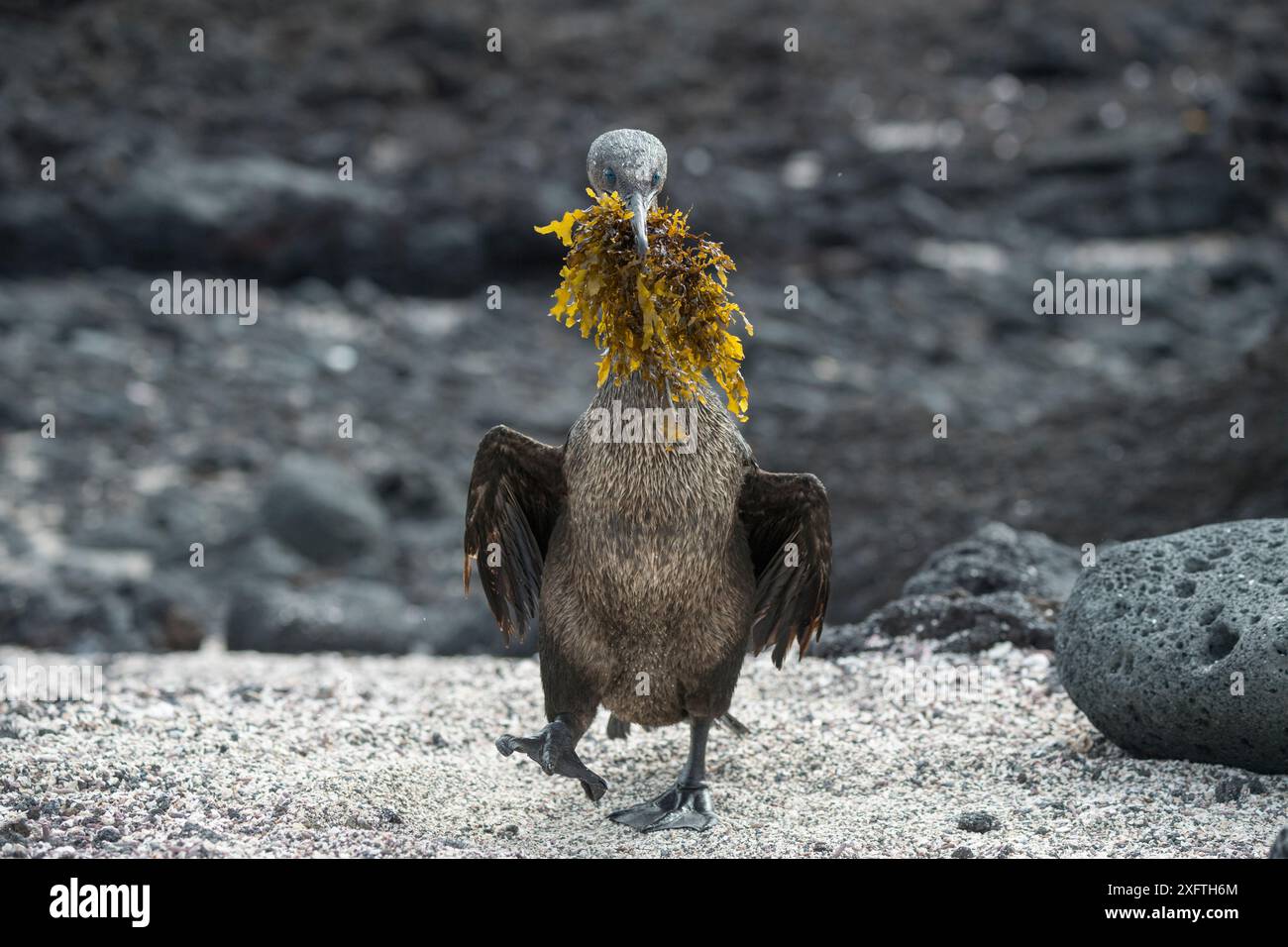 Flightless cormorant (Phalacrocorax harrisi) carrying nesting material ...