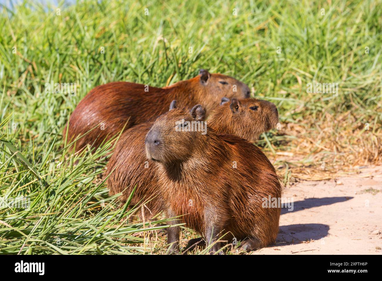 Capybara in the Pantanal, Brazil, South America Stock Photo - Alamy