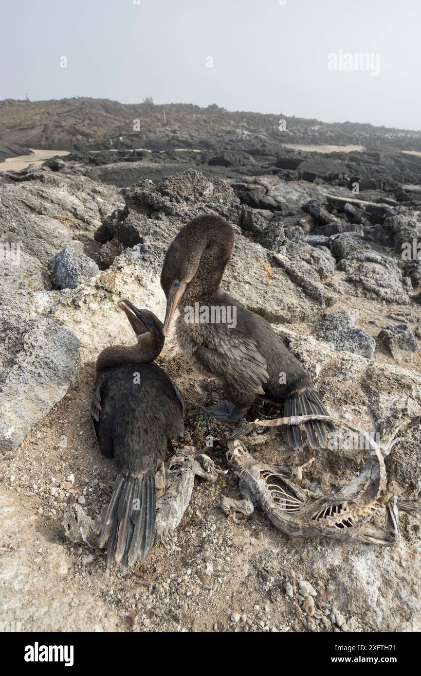 Iguana remains galapagos islands hi-res stock photography and images ...