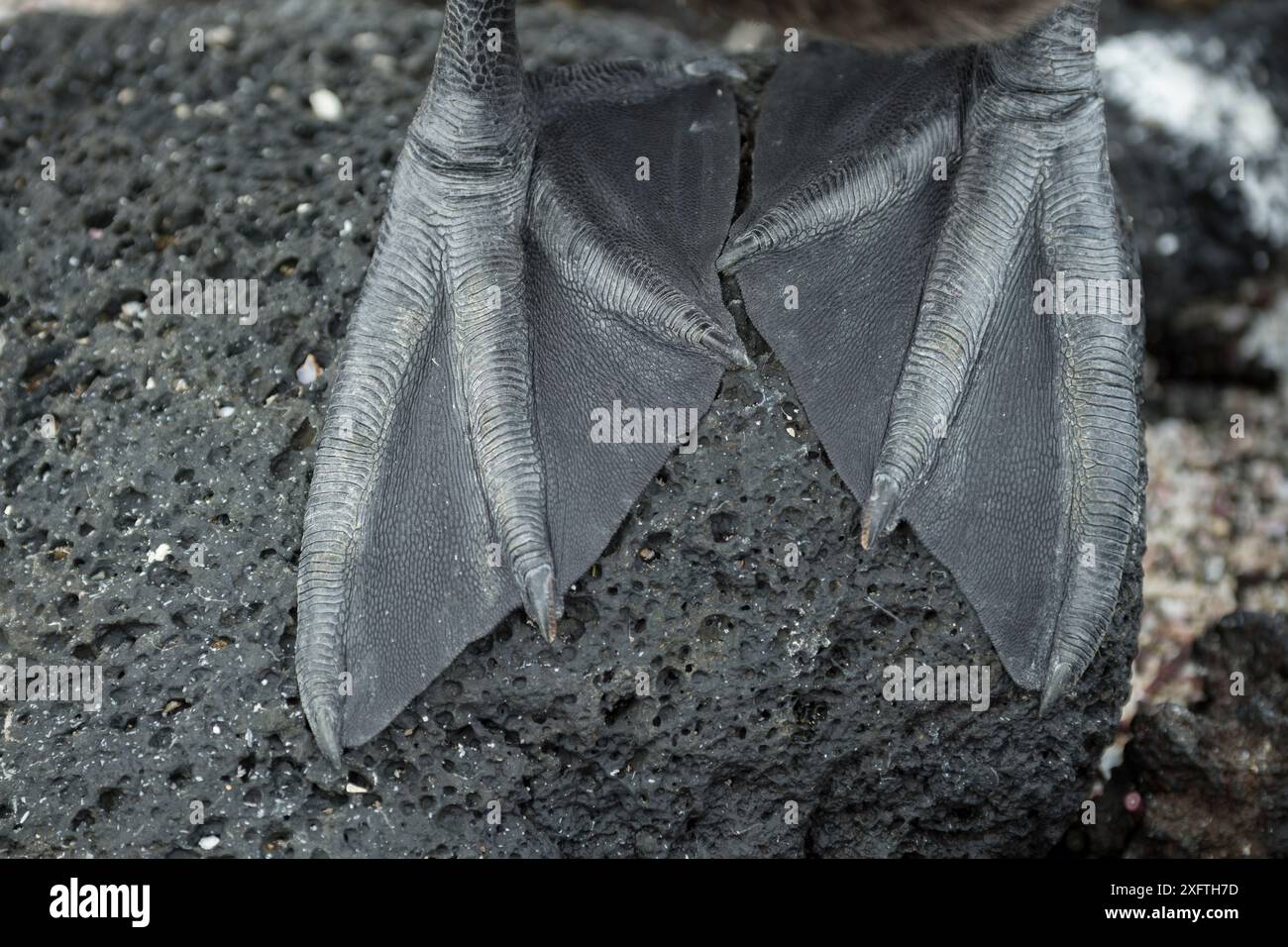 Flightless cormorant (Phalacrocorax harrisi) feet on volcanic rock ...
