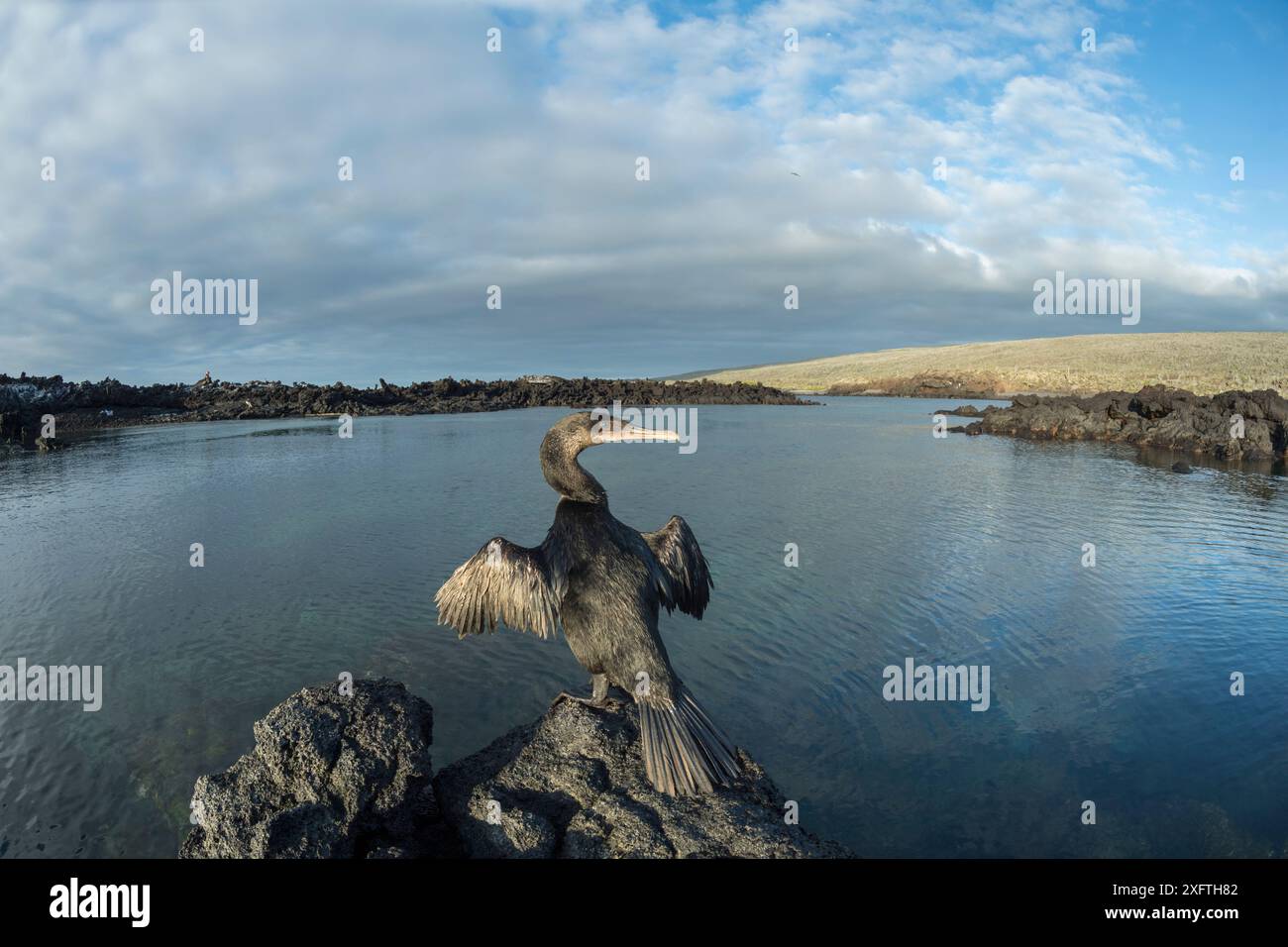 Flightless cormorant (Phalacrocorax harrisi) on rock, drying wings ...