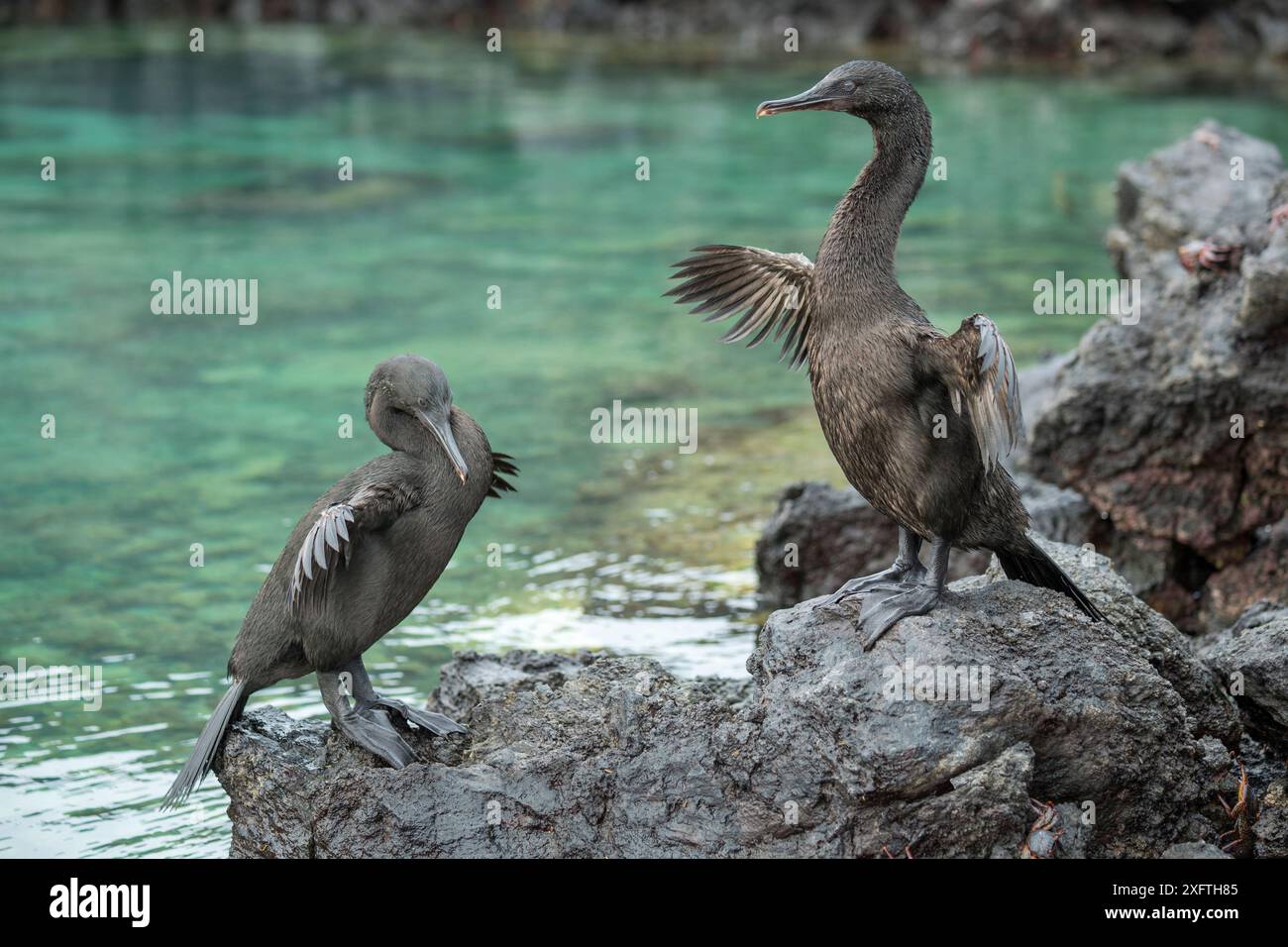 Flightless cormorant (Phalacrocorax harrisi), two drying wings on rock ...