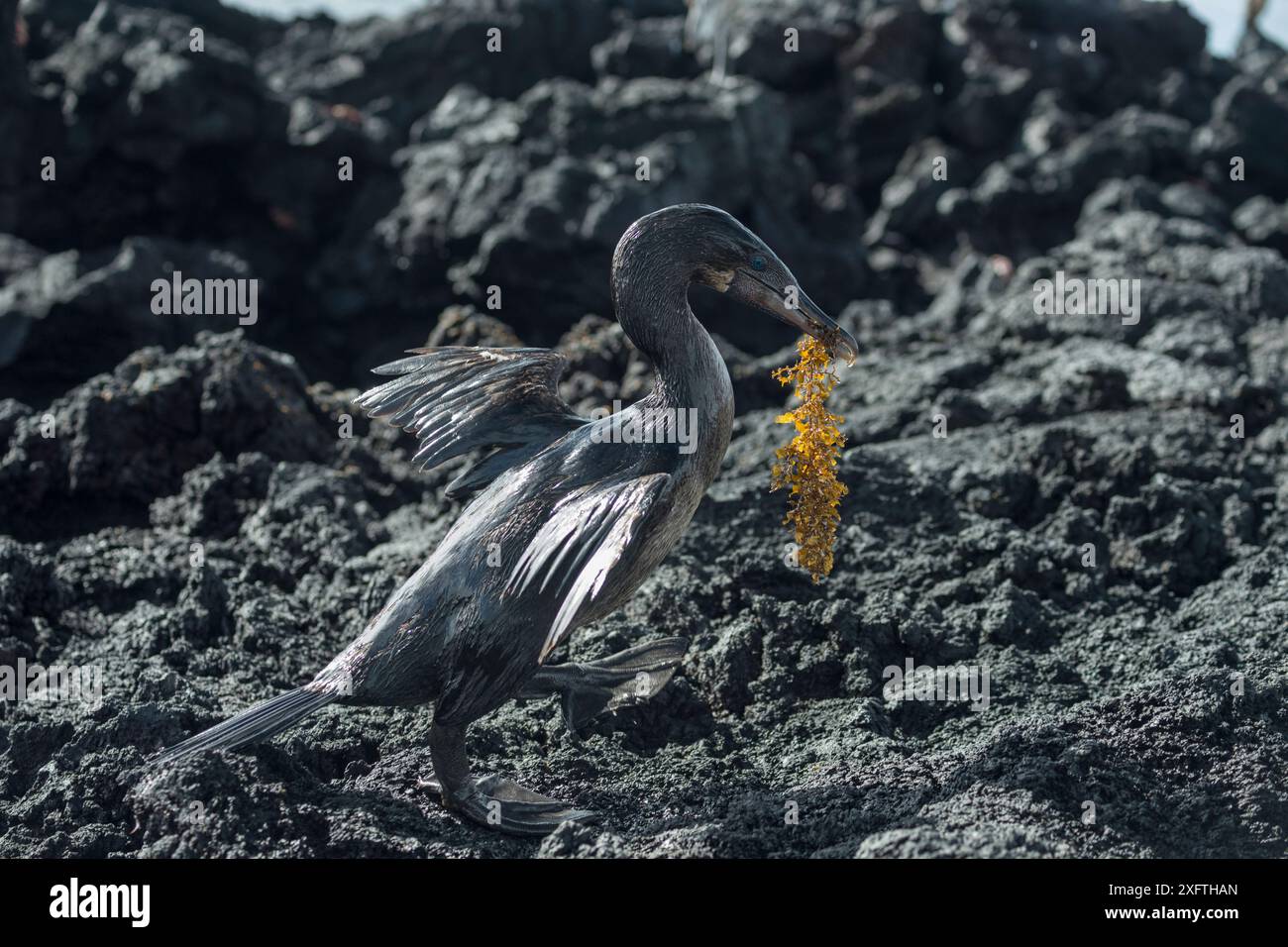 Flightless cormorant (Phalacrocorax harrisi) walking across rocks ...
