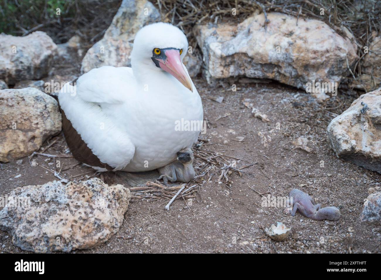 Nazca booby (Sula granti), adult on nest with chick. Dead chick to one side. Wolf Island ...