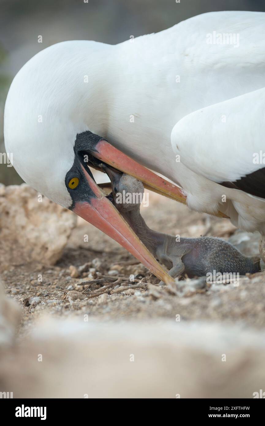 Nazca booby (Sula granti) feeding chick. Wolf Island, Galapagos Stock ...
