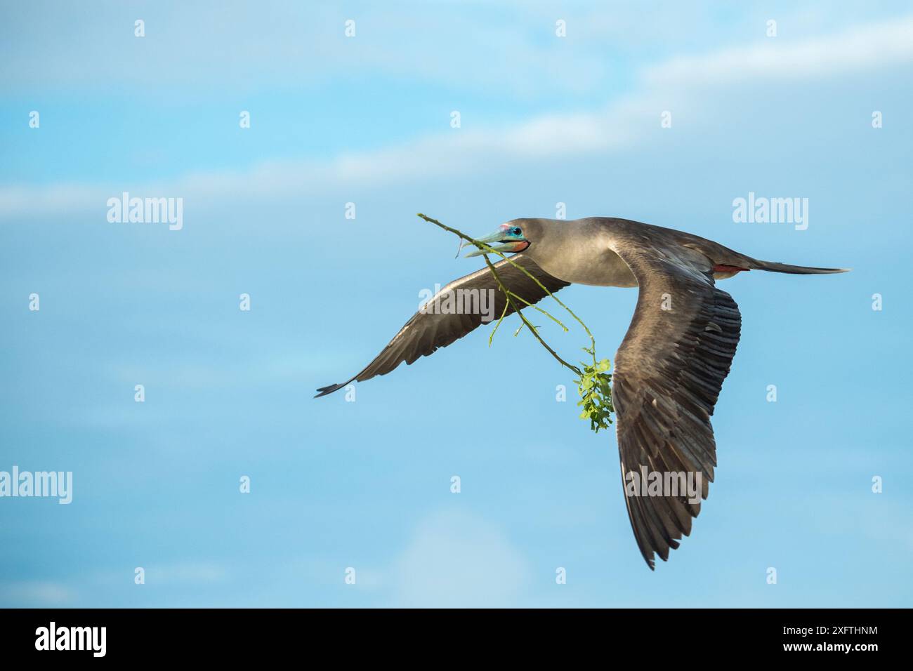 Red-footed booby (Sula sula) flying with nesting material in beak ...