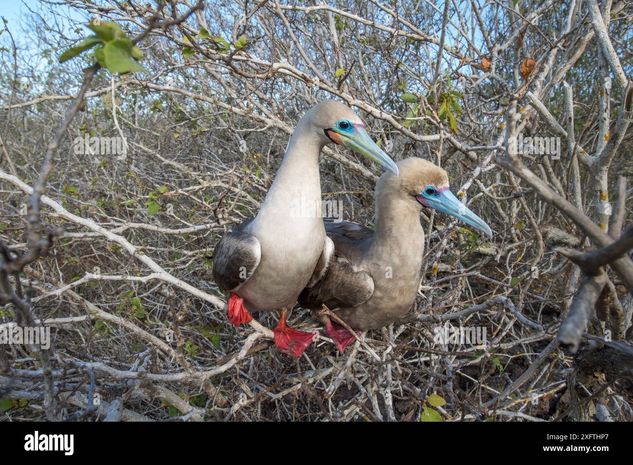 Red-footed booby (Sula sula), pair looking in same direction whilst ...