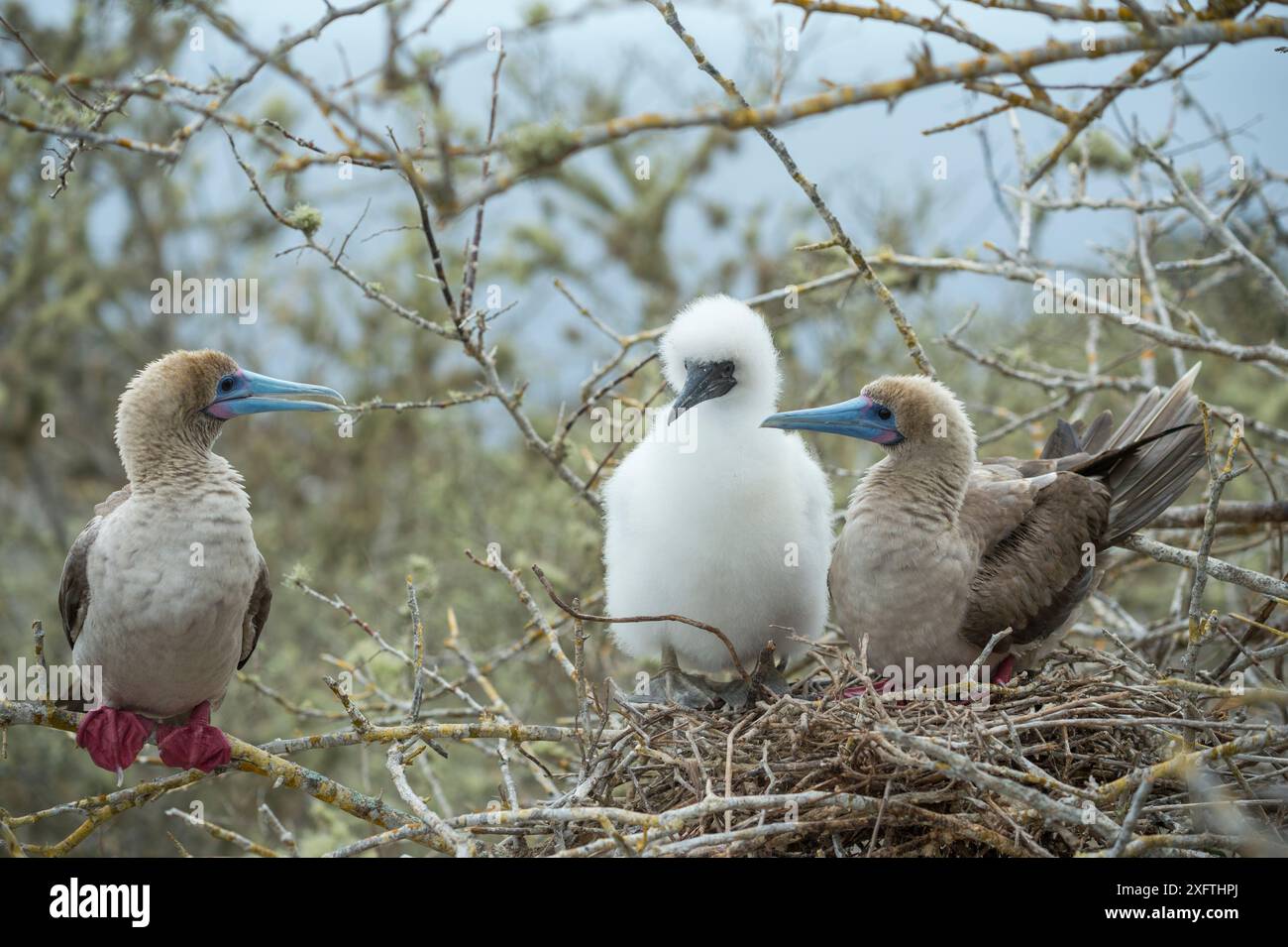Red-footed booby (Sula sula), adults and chick at nest. Gardner Islet ...
