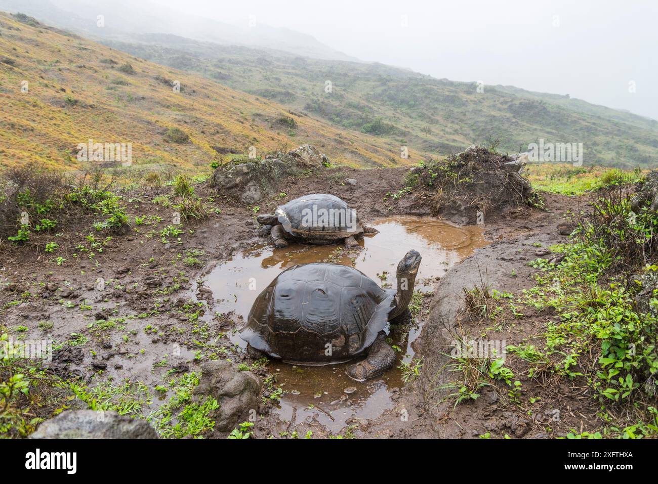 Cerro Azul giant tortoise (Chelonoidis vicina) Cerro Azul, Isabela ...