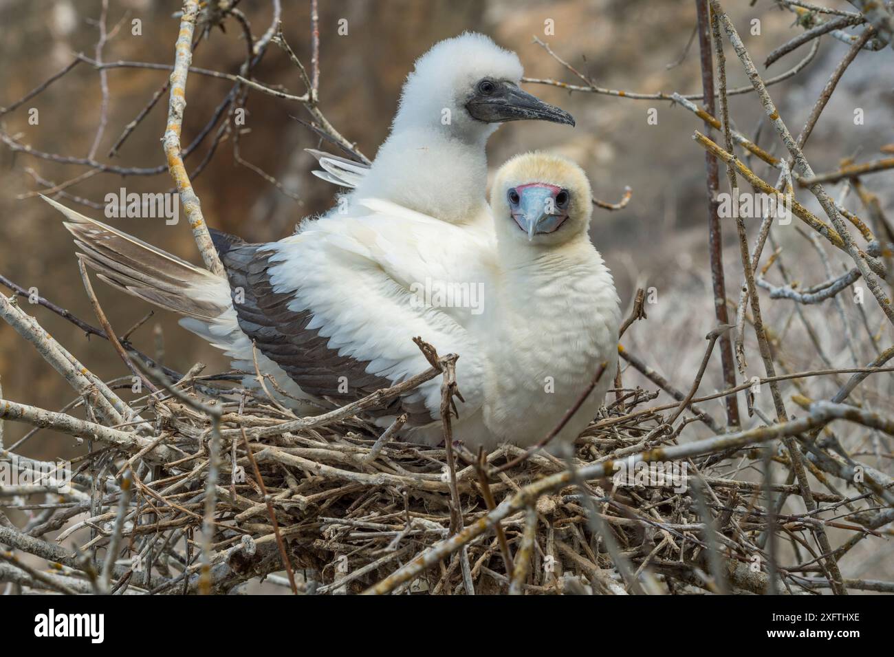 Red-footed booby (Sula sula), adult and chick at nest. Gardner Islet ...