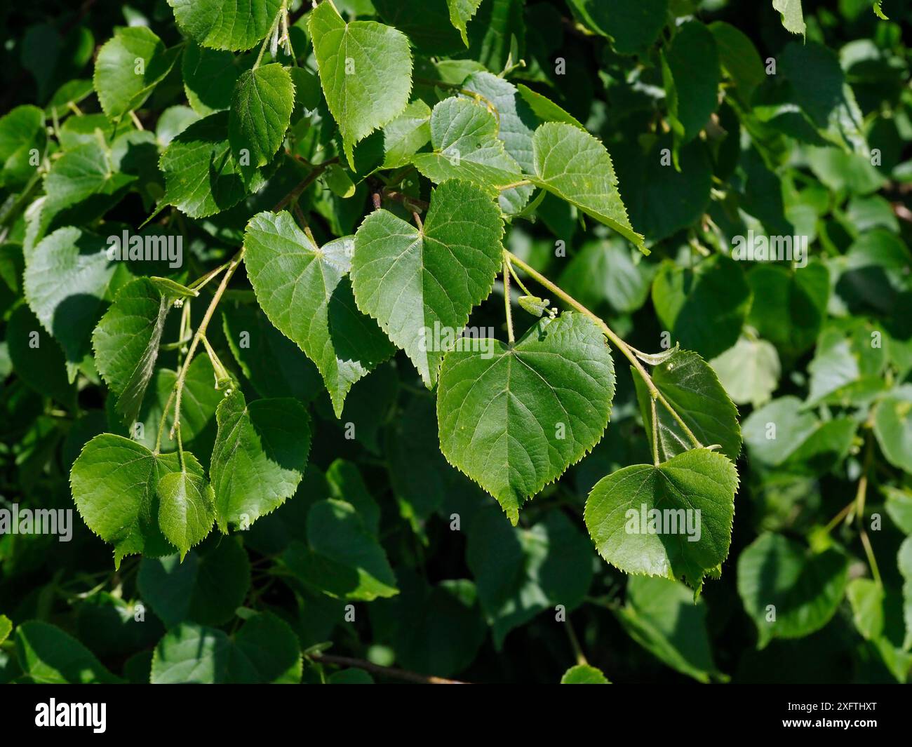 Angiosperm tree leaves species hi-res stock photography and images - Alamy