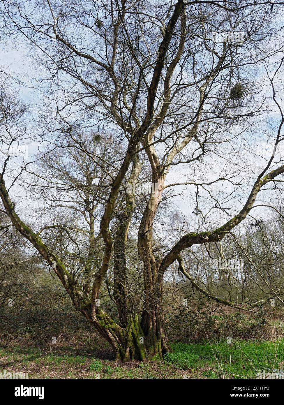 Ancient veteran lime tree hi-res stock photography and images - Alamy