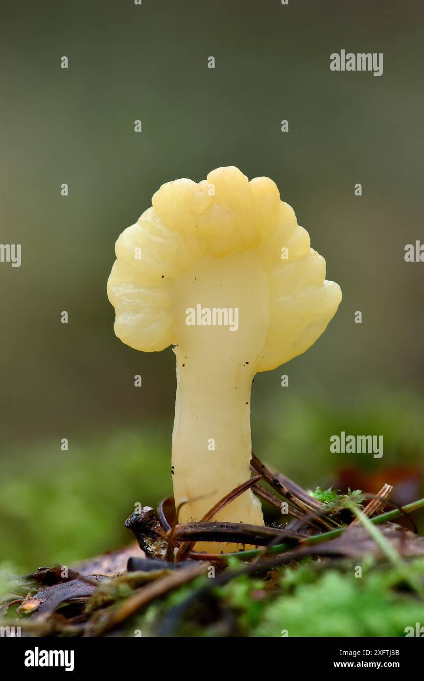 Spatula Fungi (Spathularia flavida) A small fungi that fruits under ...