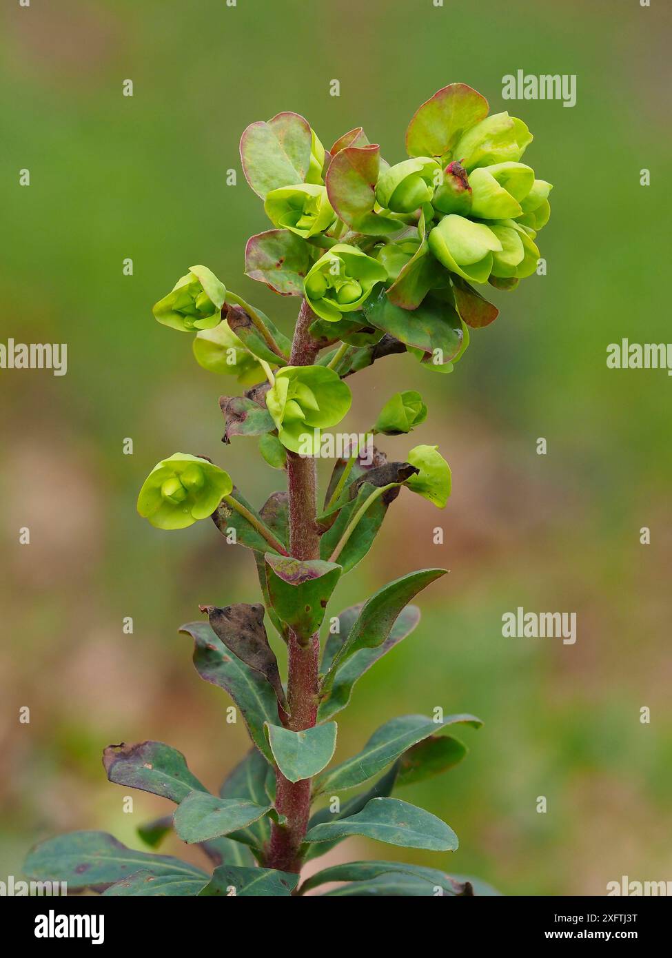 Wood spurge (Euphorbia amygdaloides) Close up of flowers ancient ...