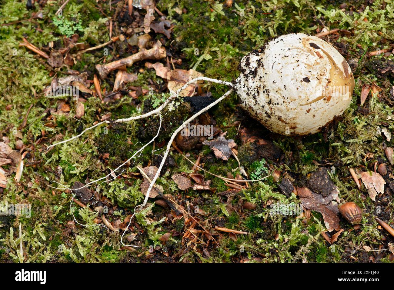 Stinkhorn fungus (Phallus impudicus) excavated egg, sometimes known as ...