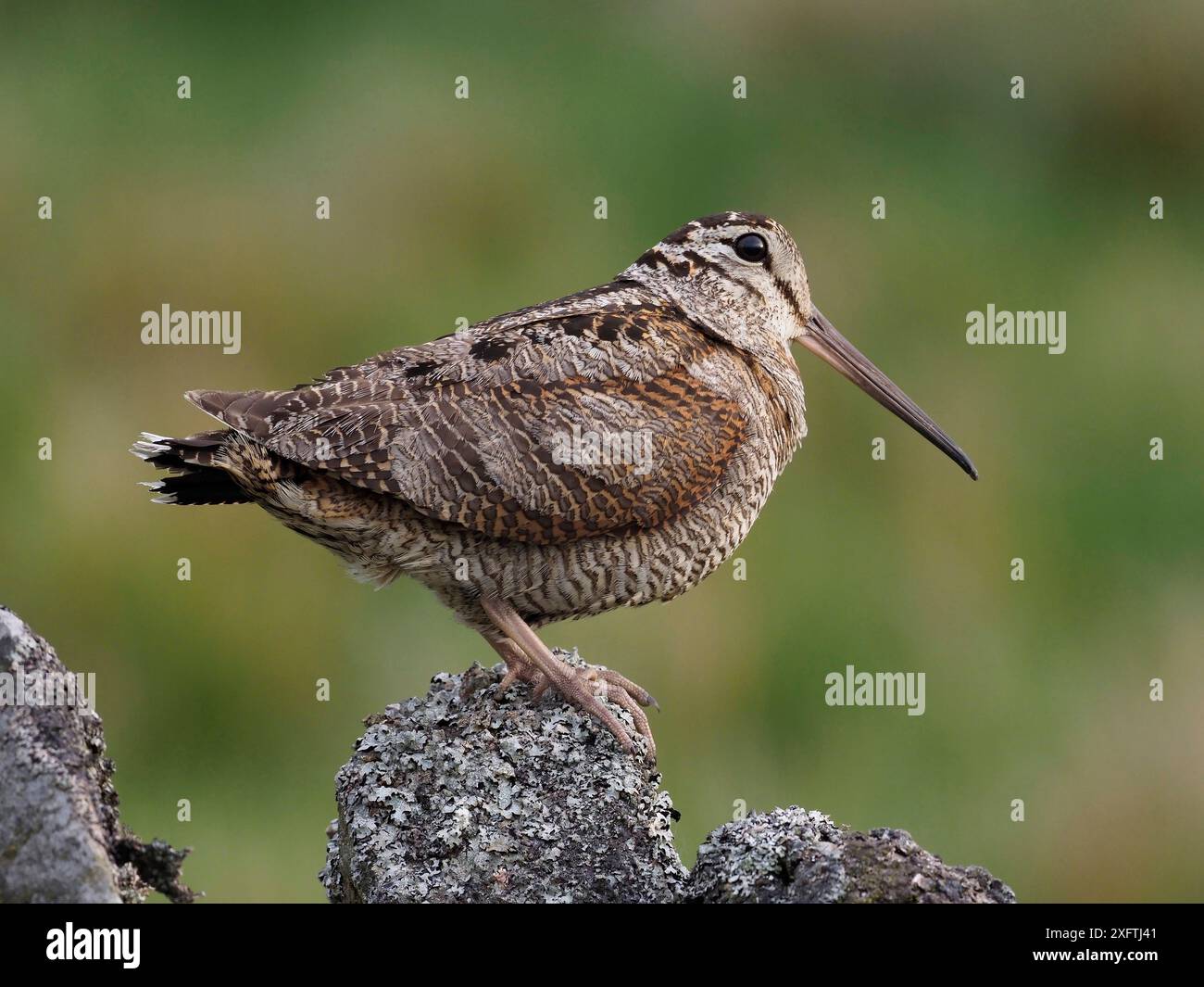 Scolopax rusticola female hi-res stock photography and images - Alamy
