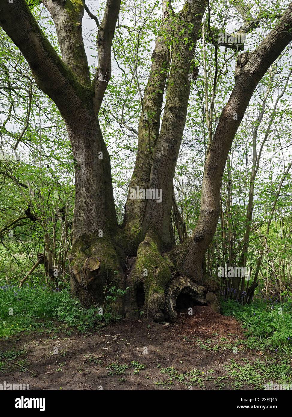 Ash Tree (Fraxinus excelsior) ancient coppice stool many hundreds of ...