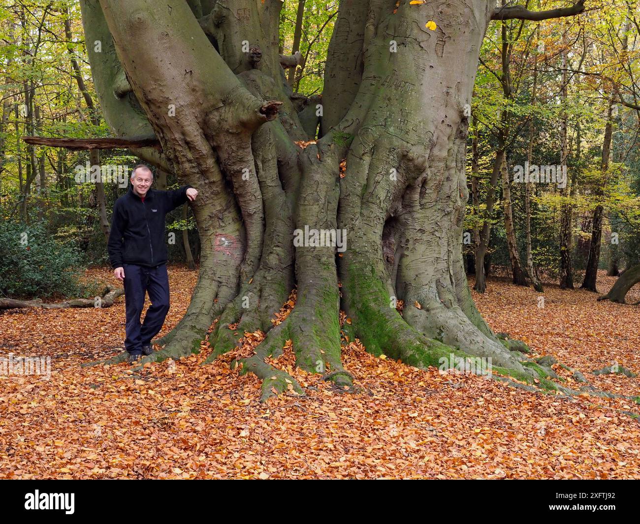 Photographer Andy Sands with Beech Tree (Fagus sylvatica) ancient ...