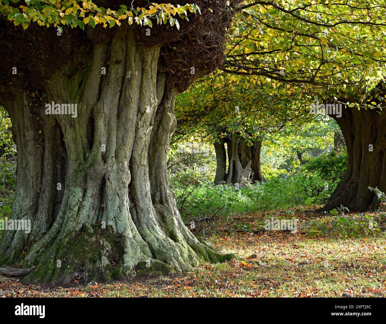 Hornbeam trees (Carpinus betulus) ancient pollards, Hatfield Forest ...