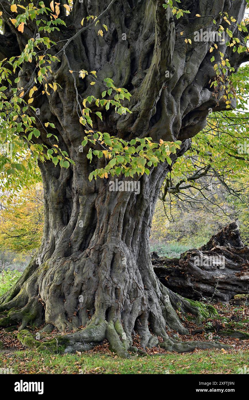 Hornbeam tree (Carpinus betulus) ancient pollard showing knarled trunk ...
