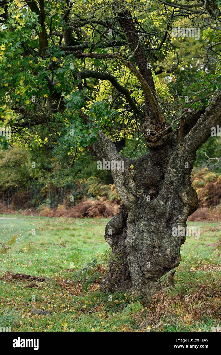 Field maple (Acer campestre) ancient pollarded tree, London, England ...