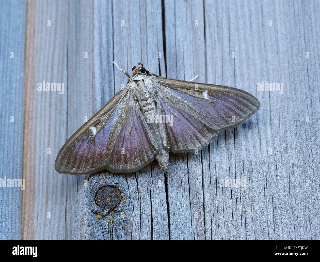 Box Tree Moth (Cydalima perspectalis) New to Britain first reported in ...