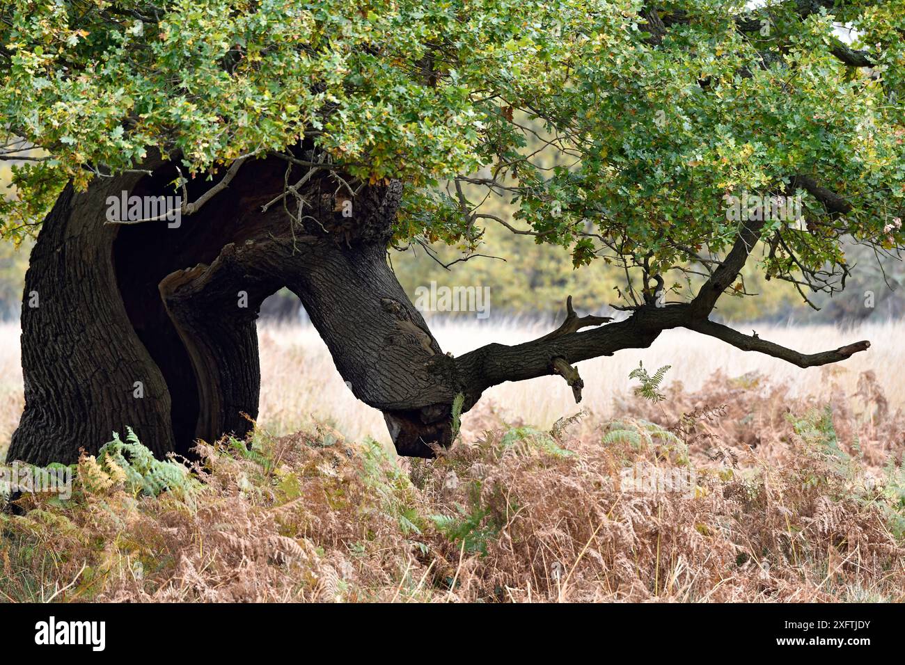 English Oak Tree (Quercus robur) ancient pollard with split exposing ...