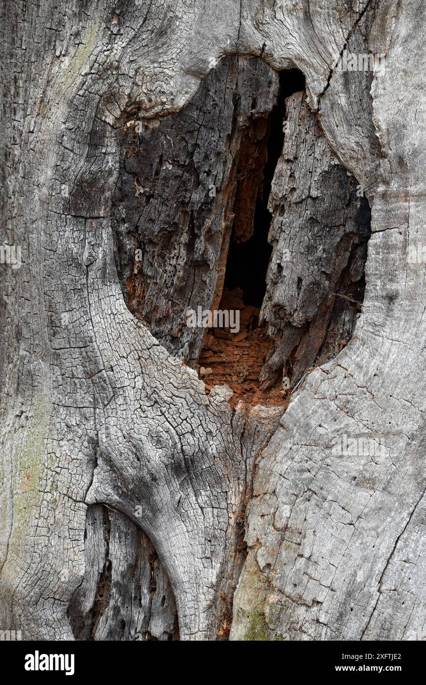 Dead plant remains hi-res stock photography and images - Alamy