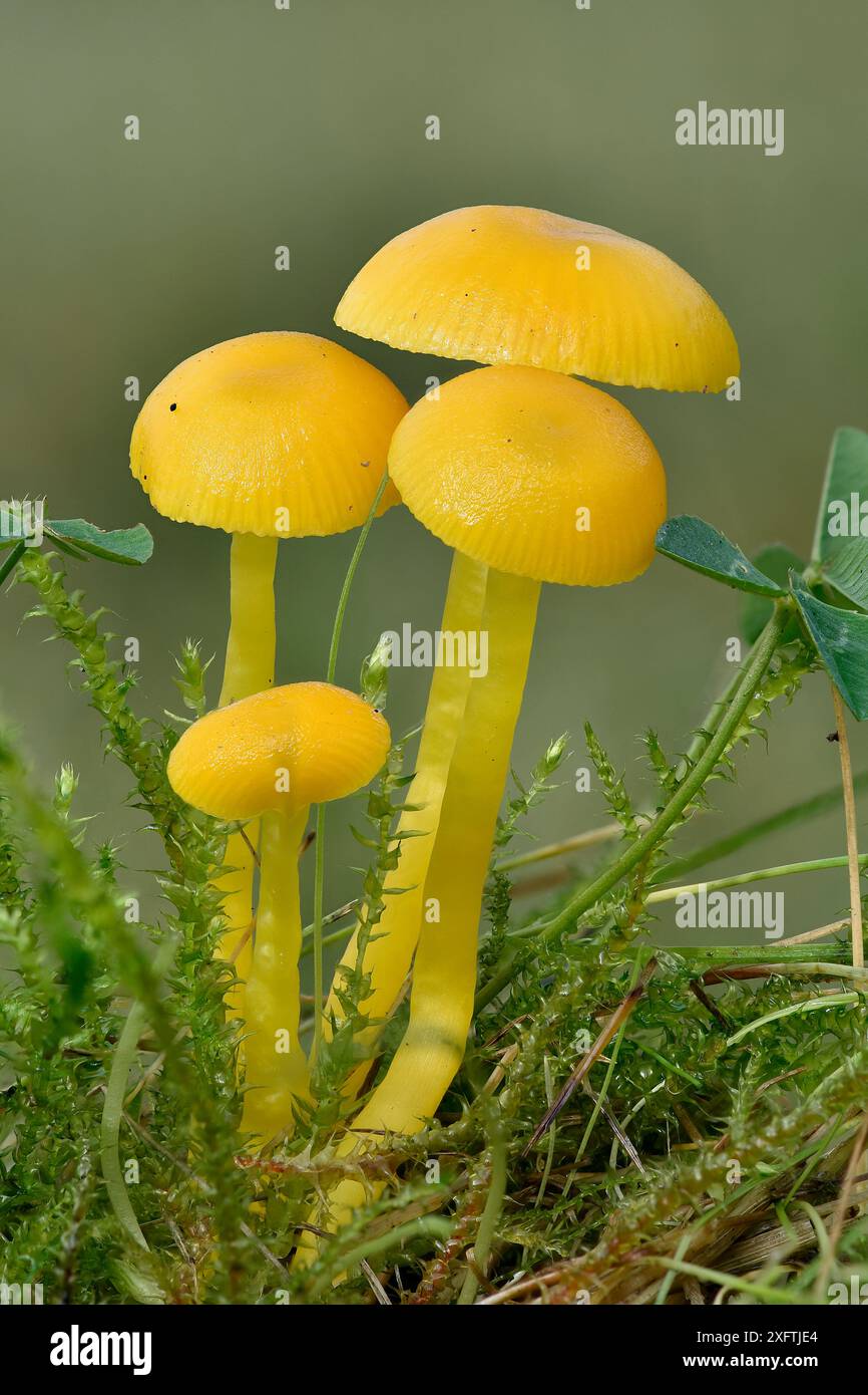 Butter Waxcap (Hygrocybe ceracea) A common waxcap fungi of grasslands ...