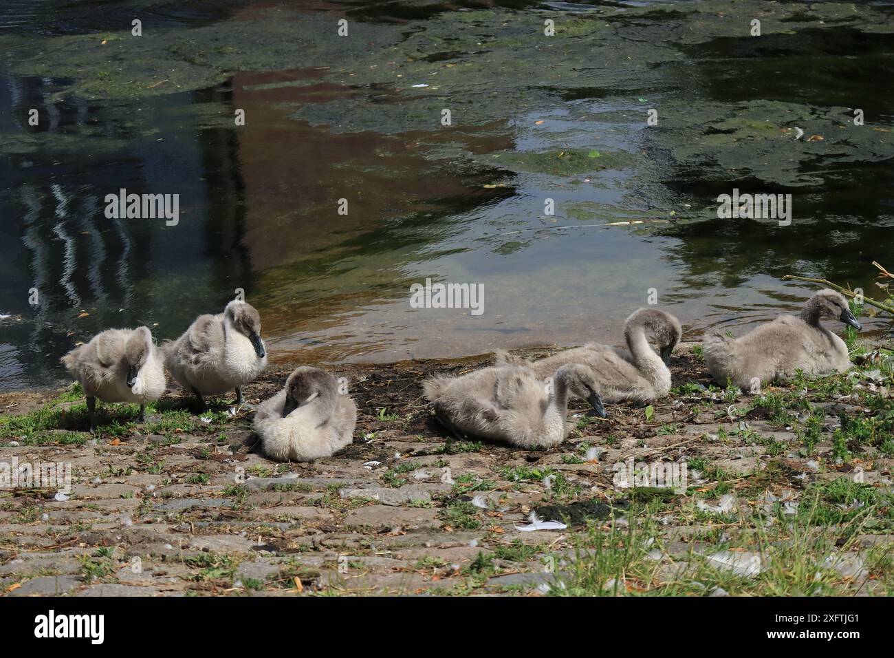 Chichester Canal, West Sussex, England. 27 June 2024. A family of six ...
