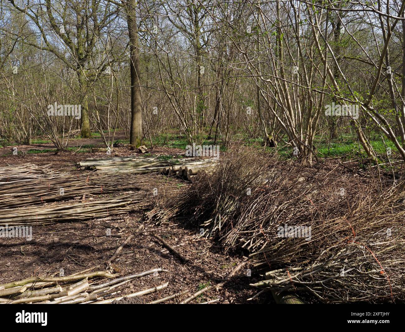 Ancient coppice woodland showing coppice stools, timber trees and ...