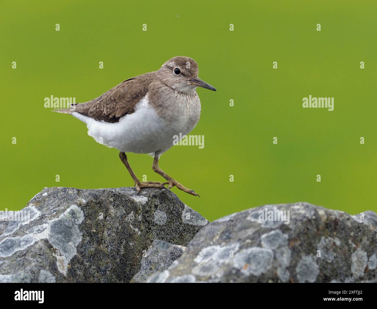Common sandpiper (Actitis hypoleucos) walking along top of drystone ...