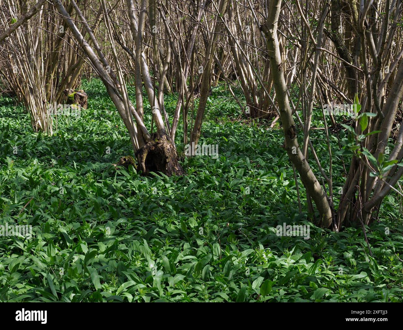 Hazel trees hi-res stock photography and images - Alamy