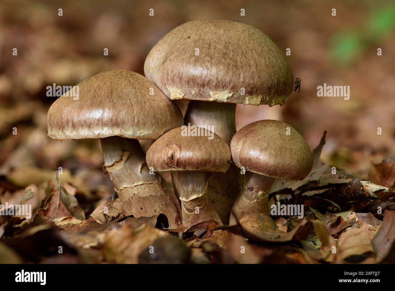 Stocking webcap fungus (Cortinarius torvus), group of toadstools on ...