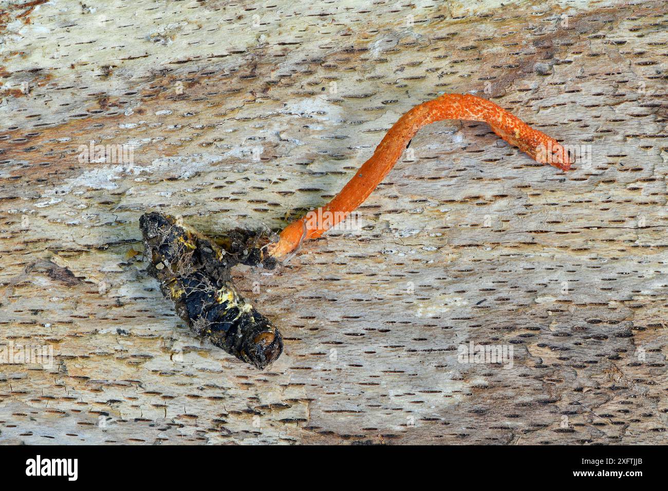 Scarlet caterpillar club fungi (Cordyceps militaris) Excavated to show ...