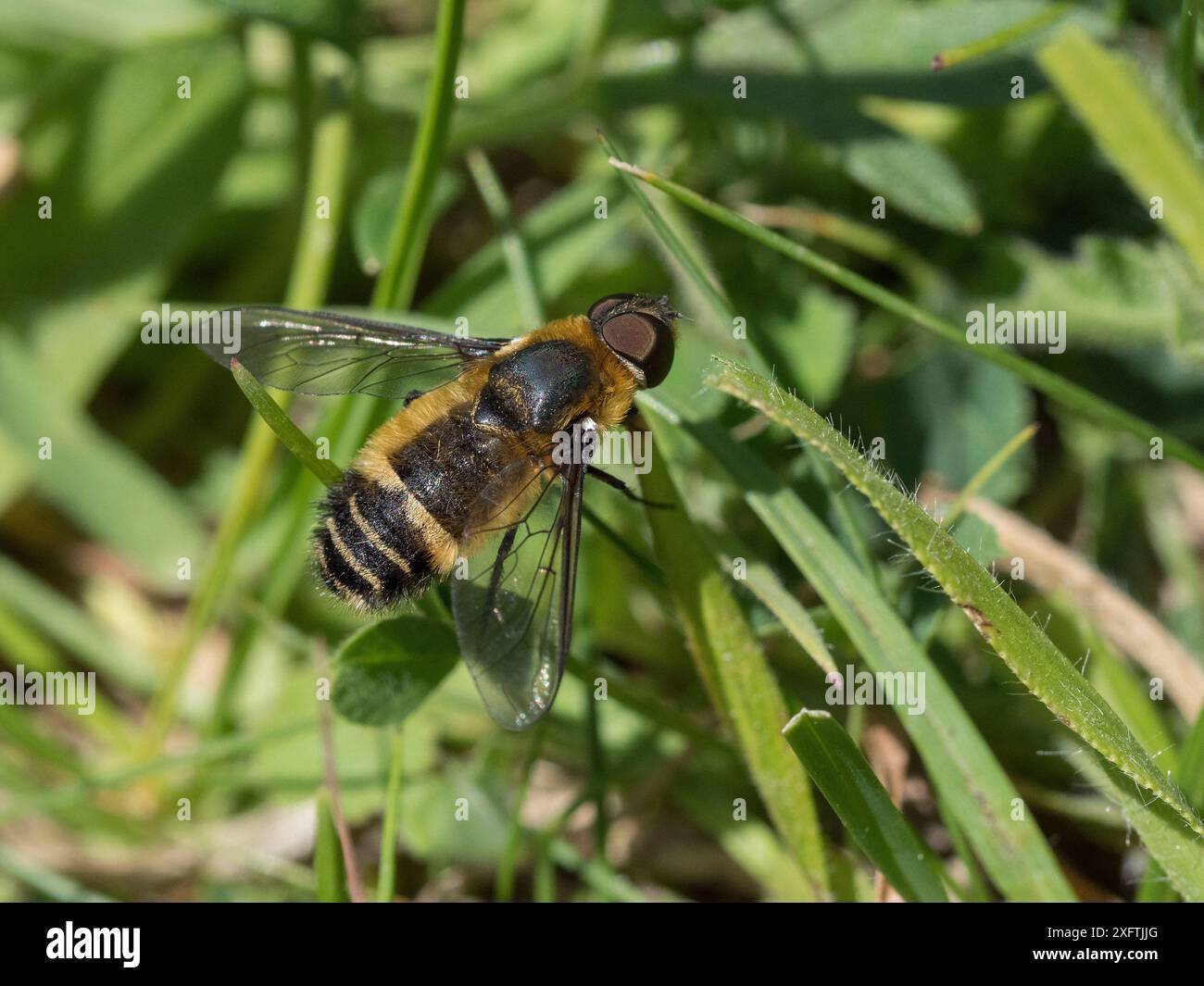 Rare species of bee fly in the uk hi-res stock photography and images ...