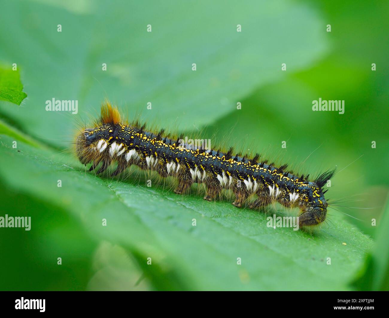 Drinker moth (Euthrix potatoria) Larvae on Bramble leaf, Suffolk ...
