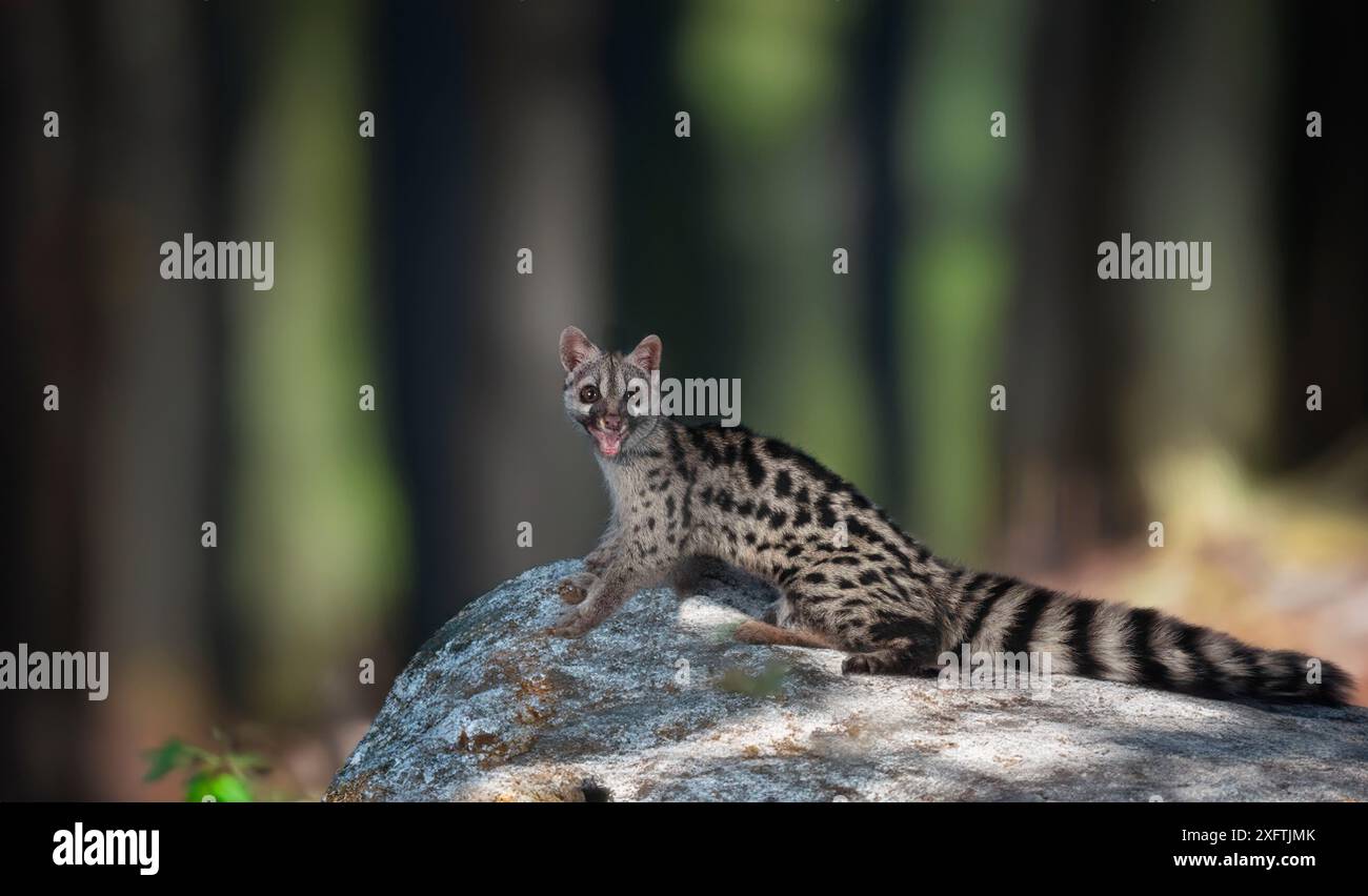 Common genet in front of white background Stock Photo - Alamy