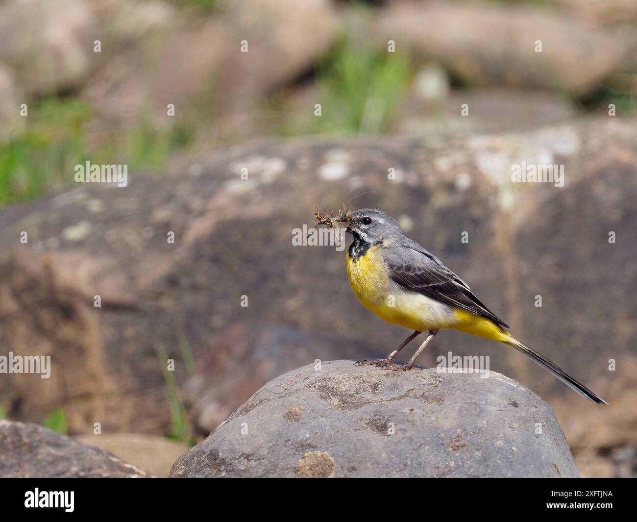 Grey wagtail (Motacilla cinerea) male carrying food, Upper Teesdale, Co ...