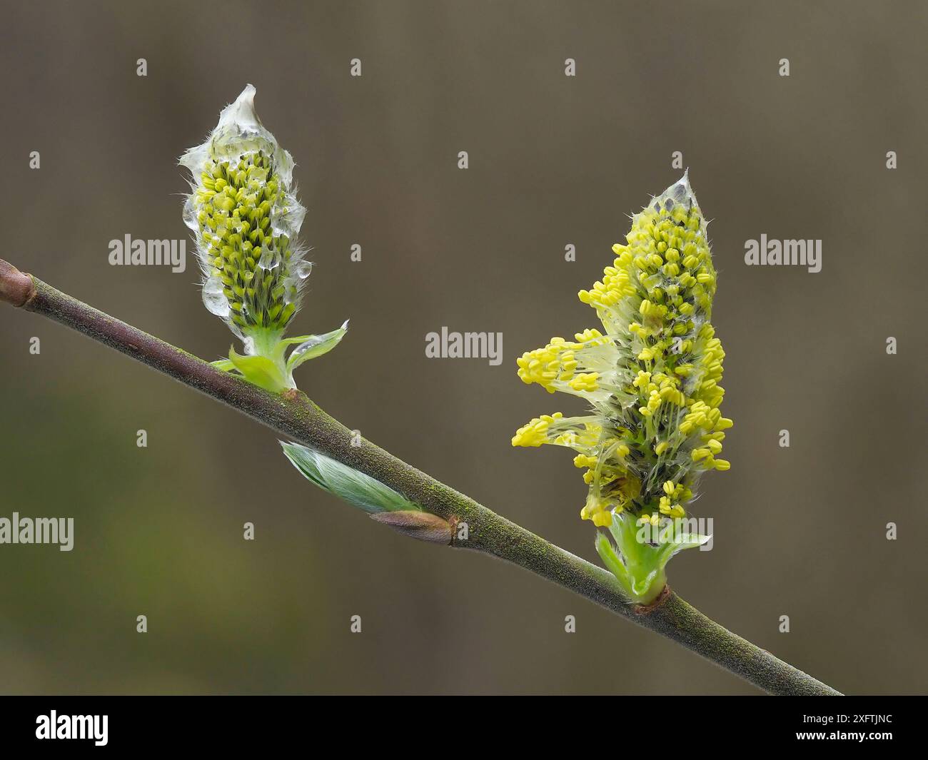 Grey willow (Salix cinerea) close up of male flowers, Hertfordshire ...